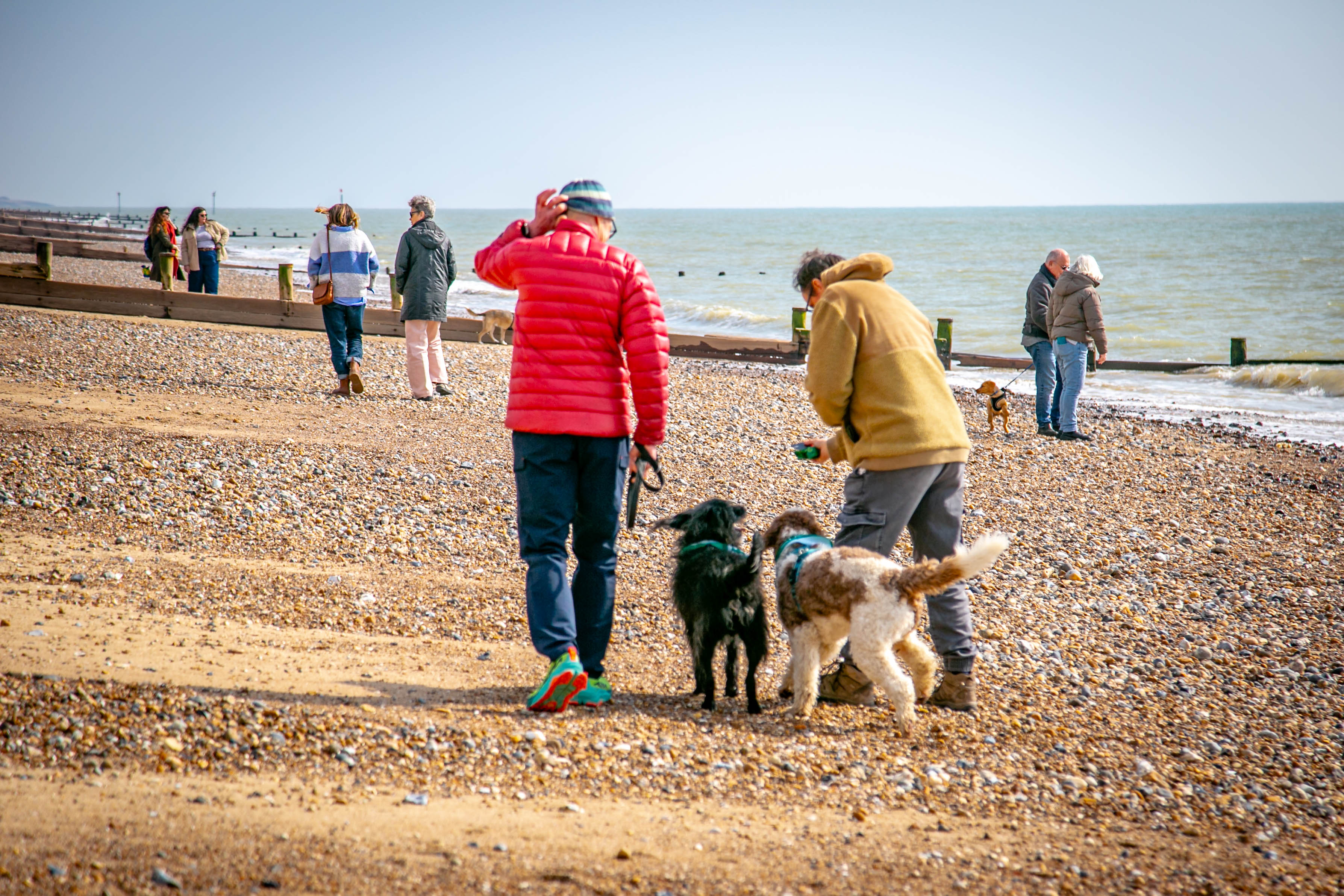 Dog walk at the Beach - The Sussex Snowdrop Trust